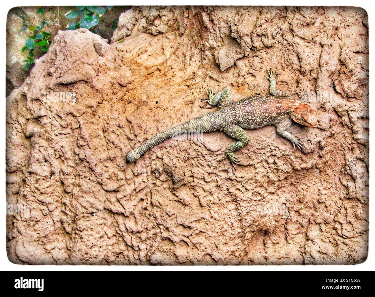 Reptile camouflage hi-res stock photography and images - Alamy