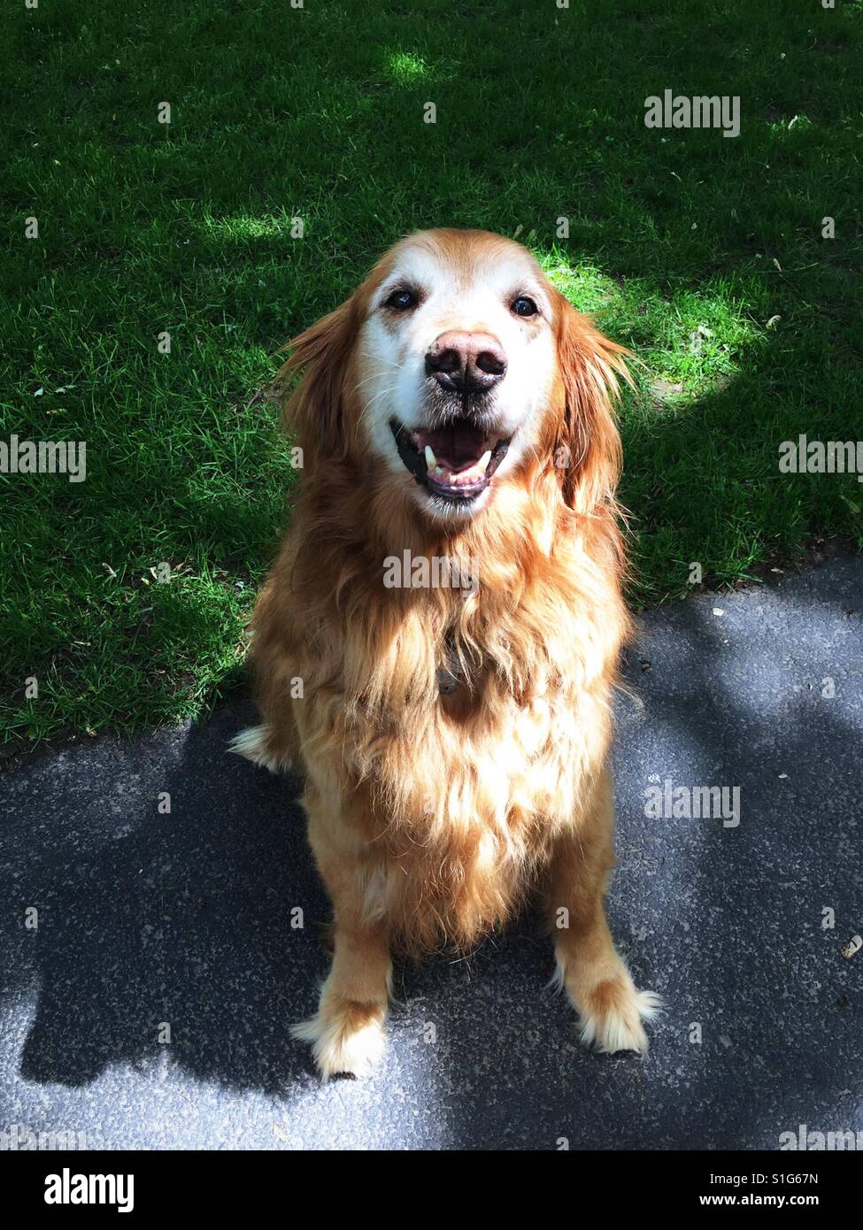 Happy old boy Stock Photo - Alamy