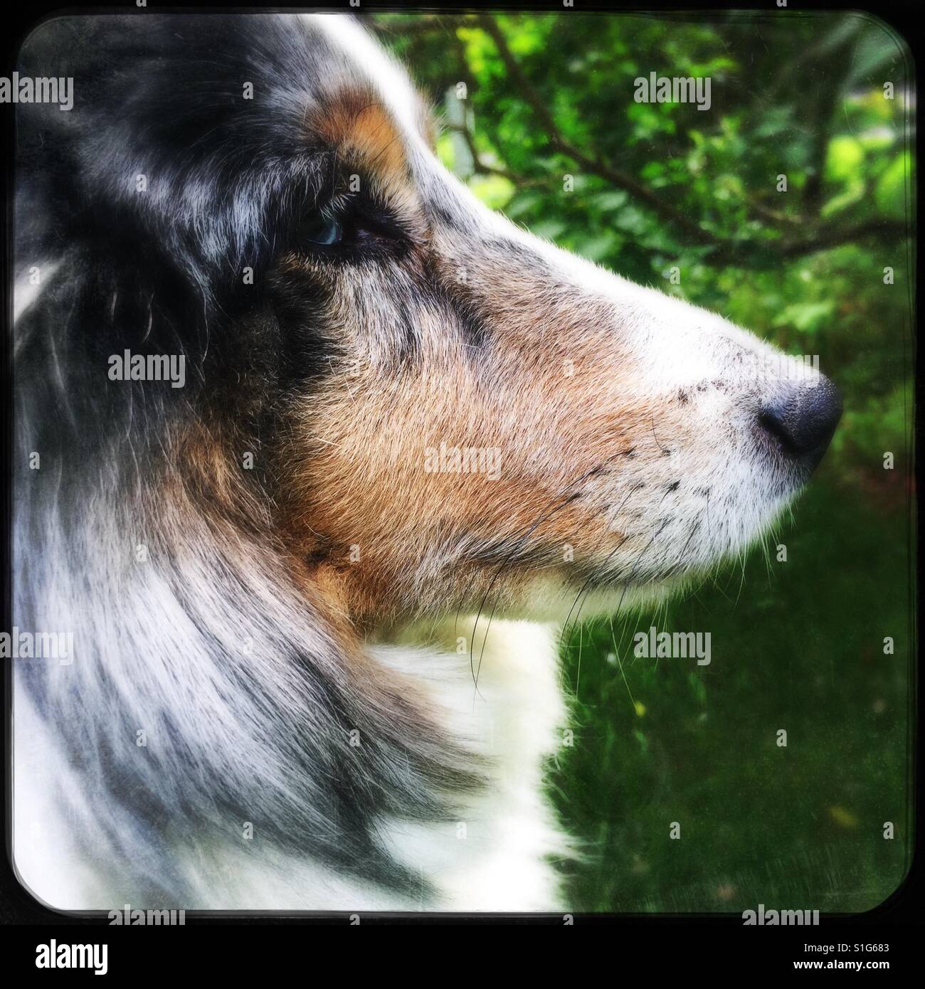 Profile of a blue Merle Sheltie Stock Photo - Alamy