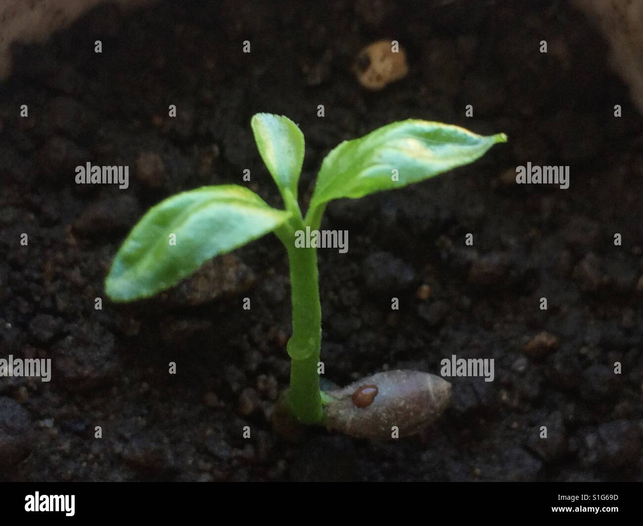 Plant growth hi-res stock photography and images - Alamy