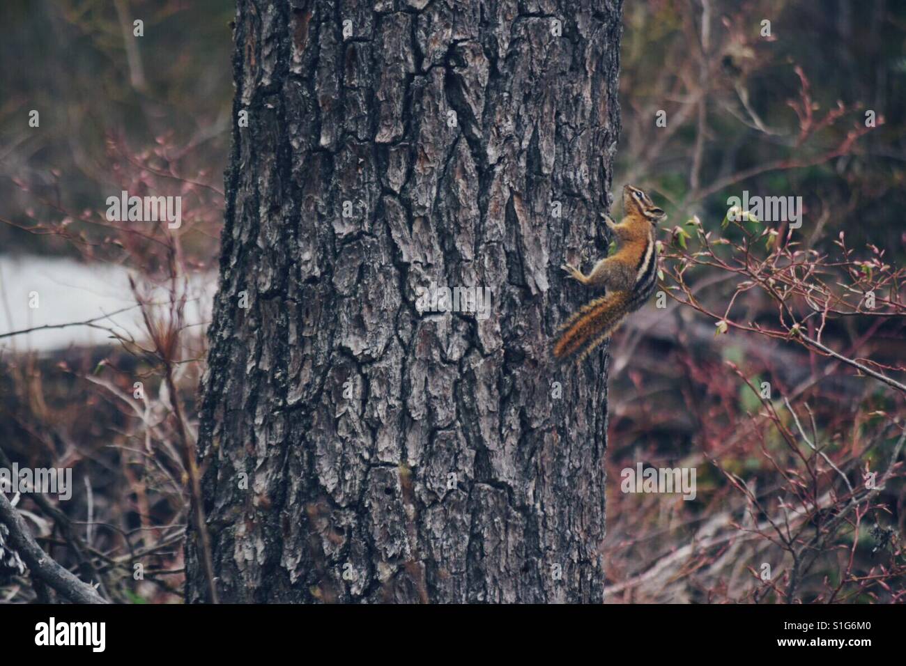 A Squirrel in Motion Stock Photo - Alamy