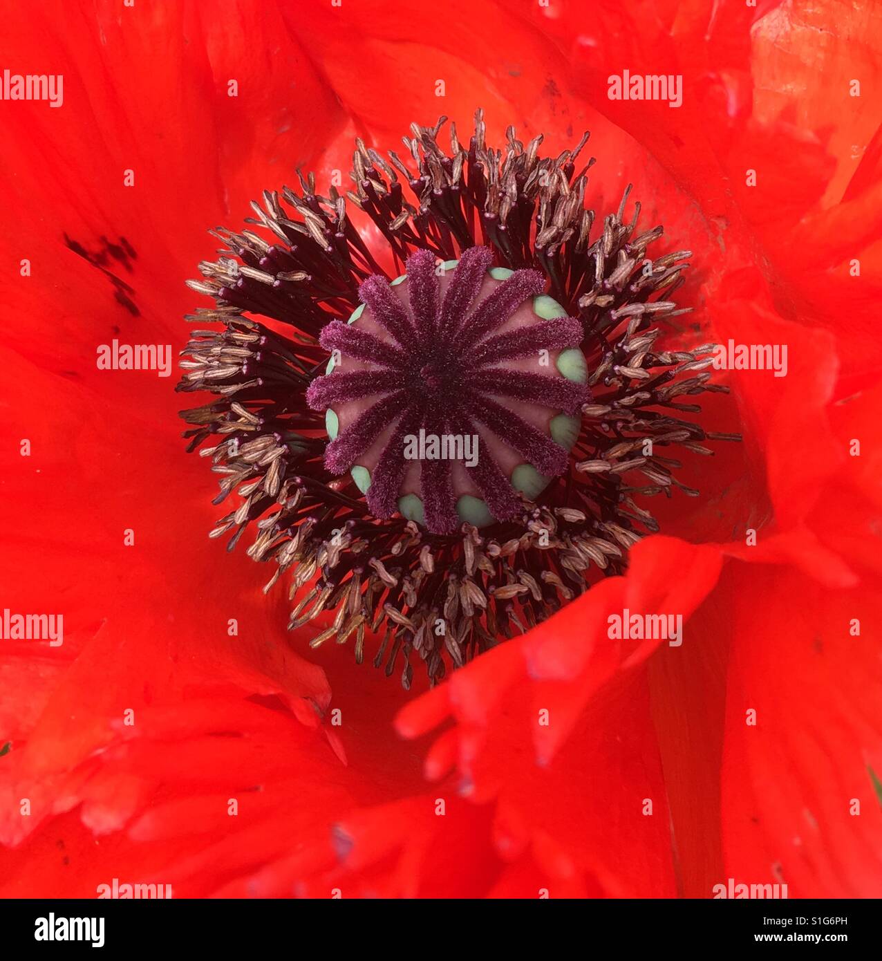The stamen and pistil hi-res stock photography and images - Alamy