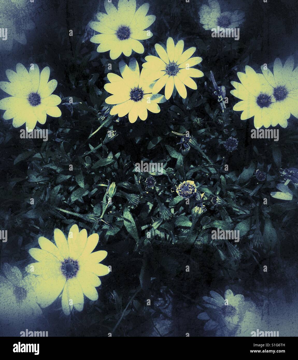 White daisy bush hi-res stock photography and images - Alamy