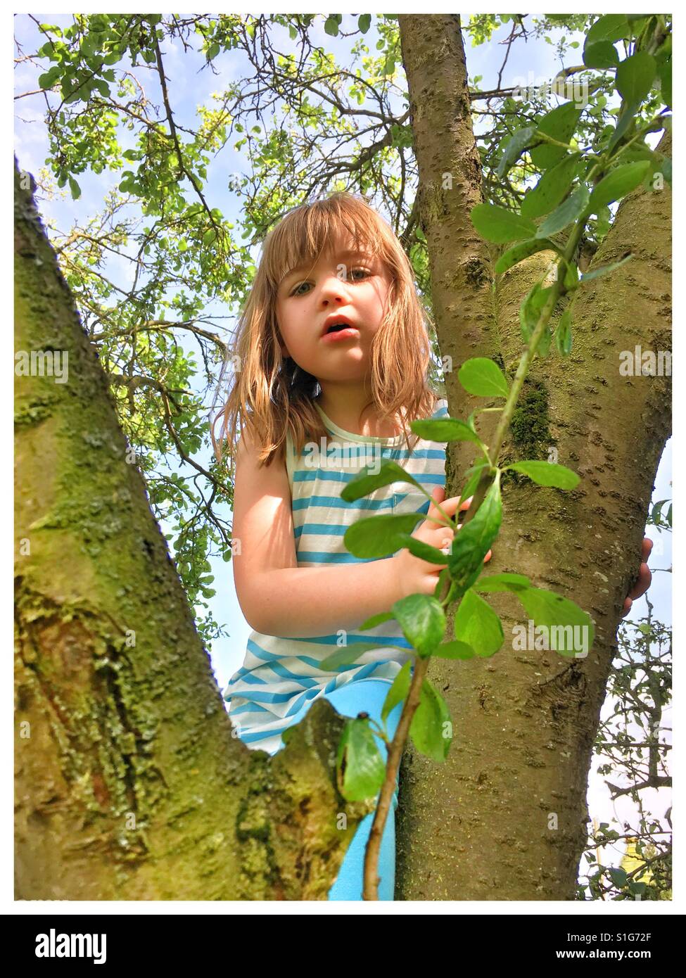 Scared tree hi-res stock photography and images - Alamy