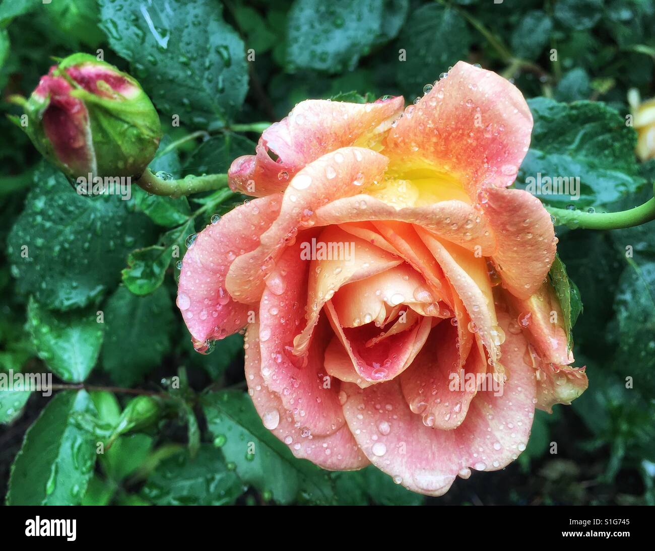 Wet rose petals hi-res stock photography and images - Alamy