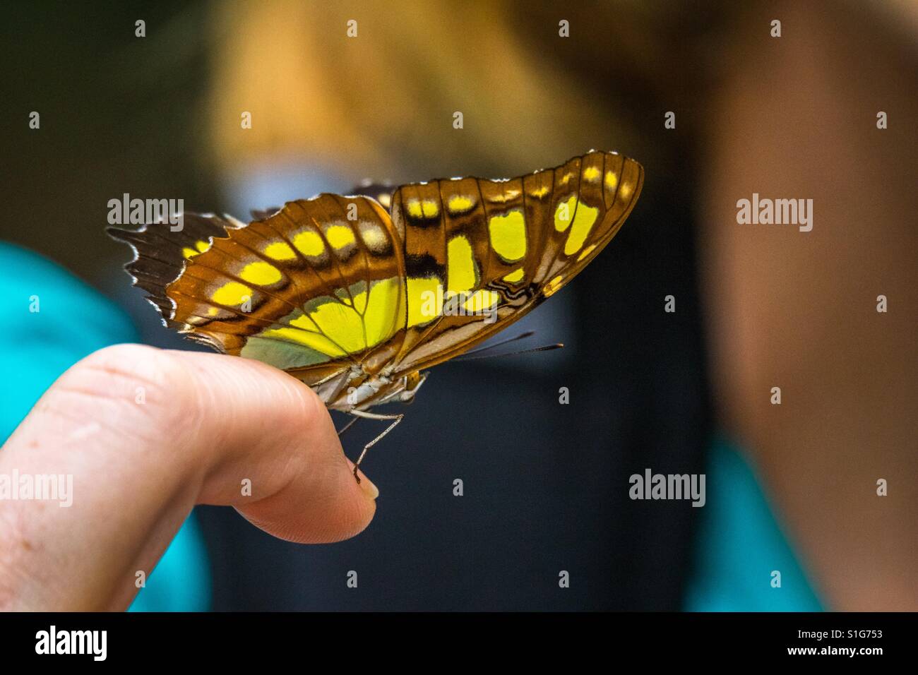 Brown and yellow butterfly hi-res stock photography and images - Alamy