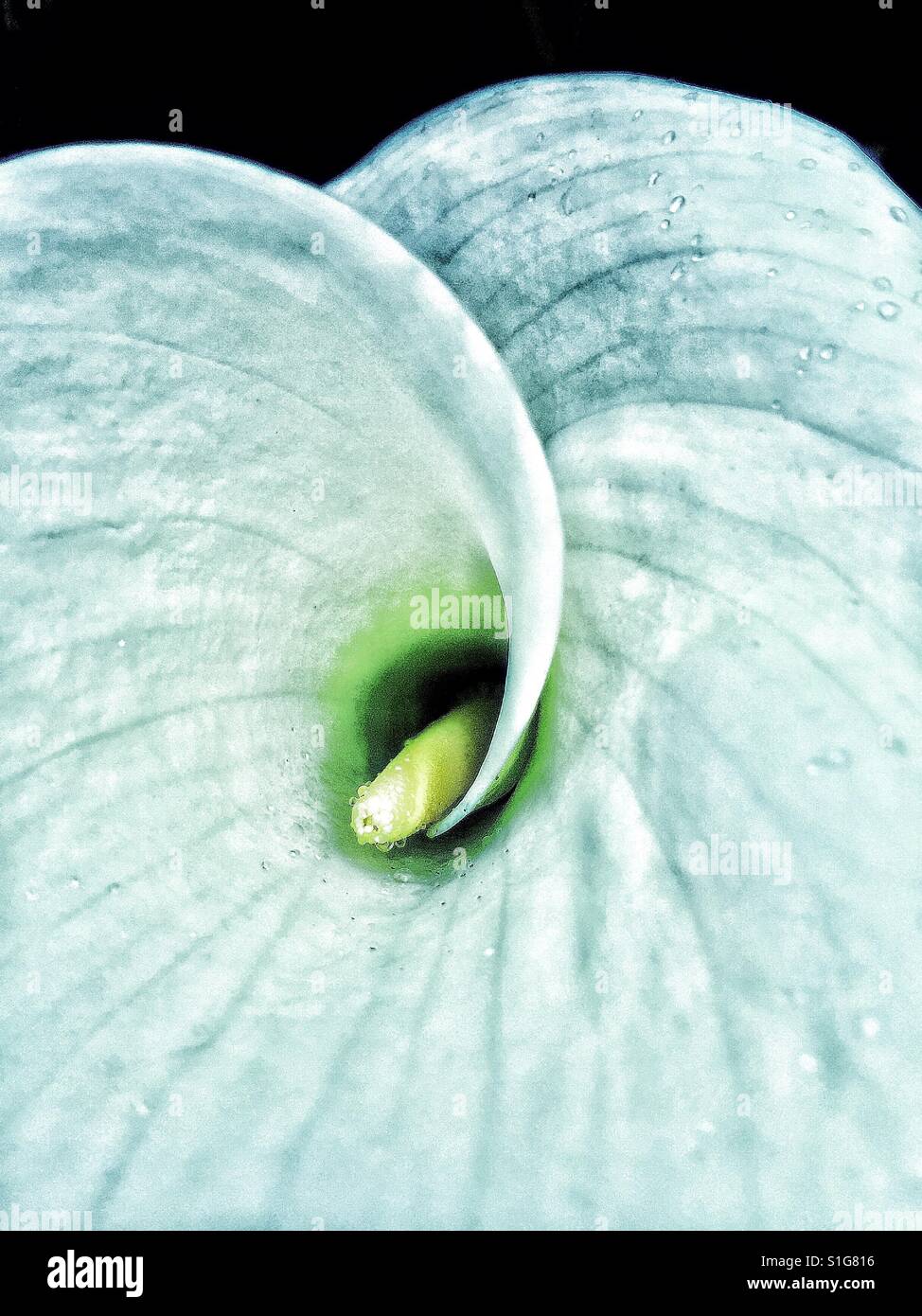 Calla lily in flower smartphone stock photos and images - Alamy