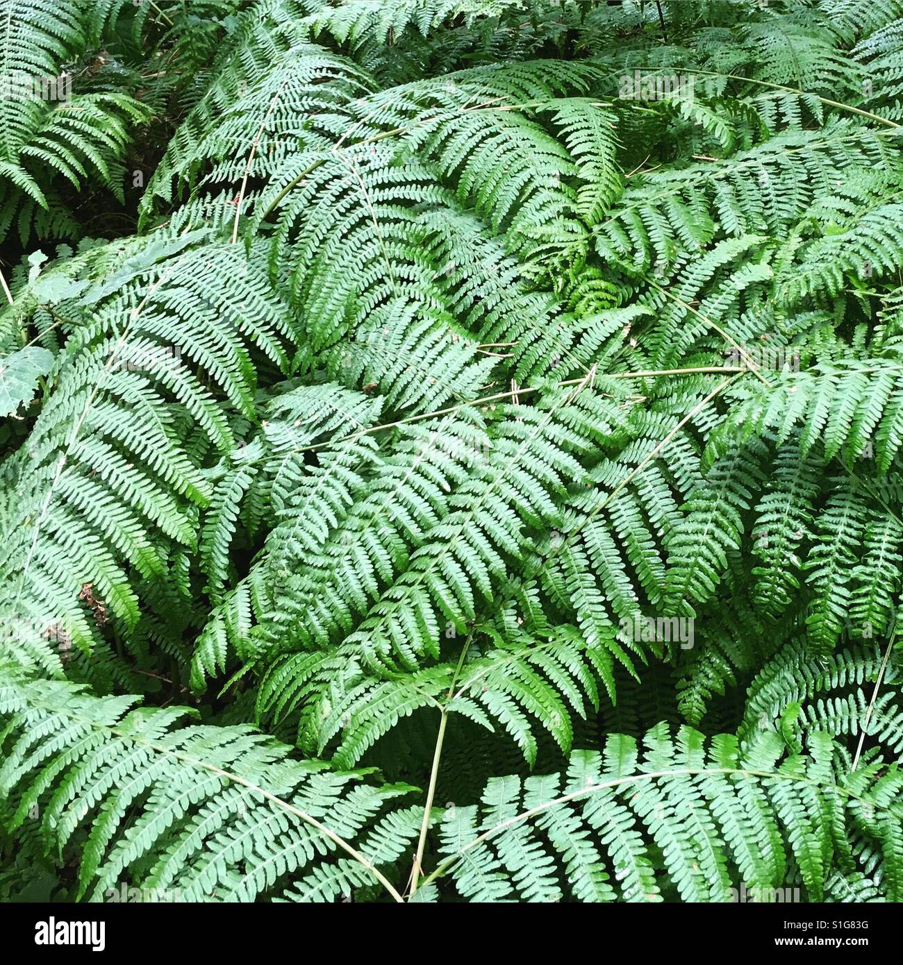 Frons Stock Photos & Frons Stock Images - Alamy