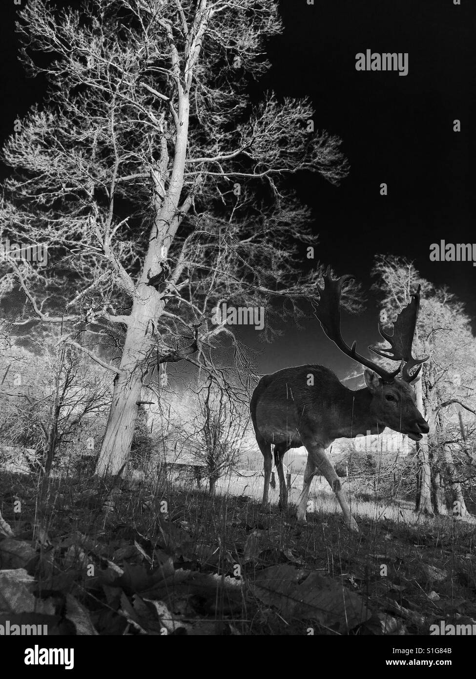 Fully grown tree hi-res stock photography and images - Alamy