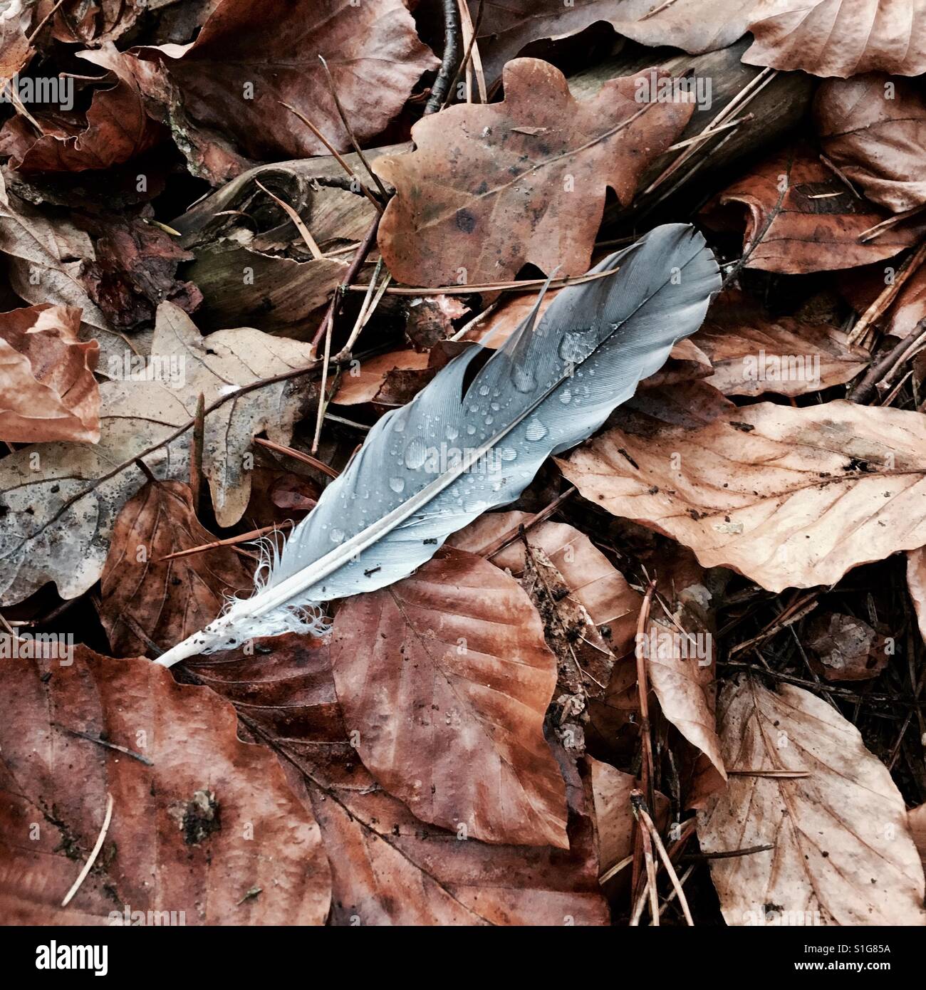 Bird feather among autumn leaves with rain drops Stock Photo - Alamy