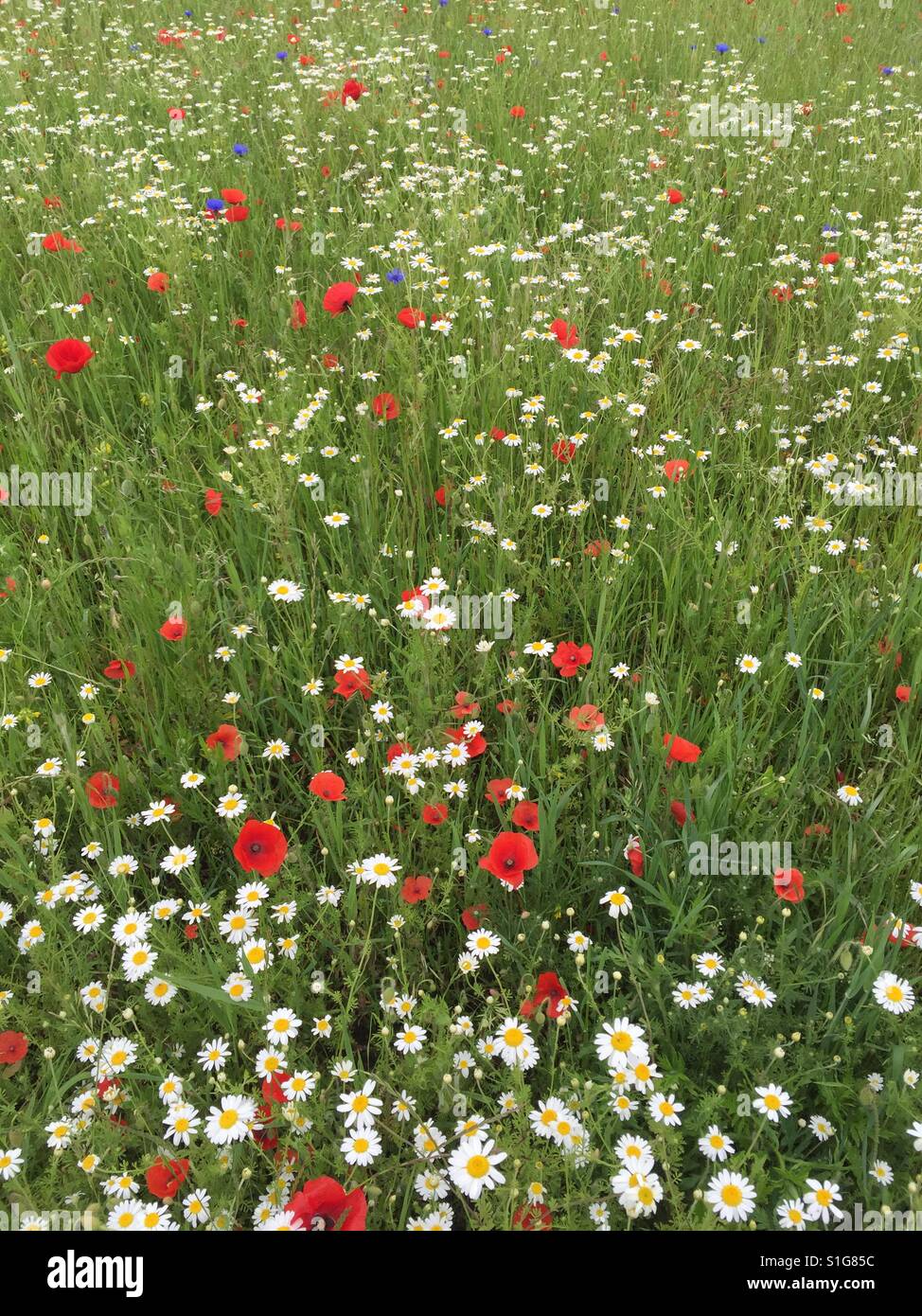English meadow hi-res stock photography and images - Alamy