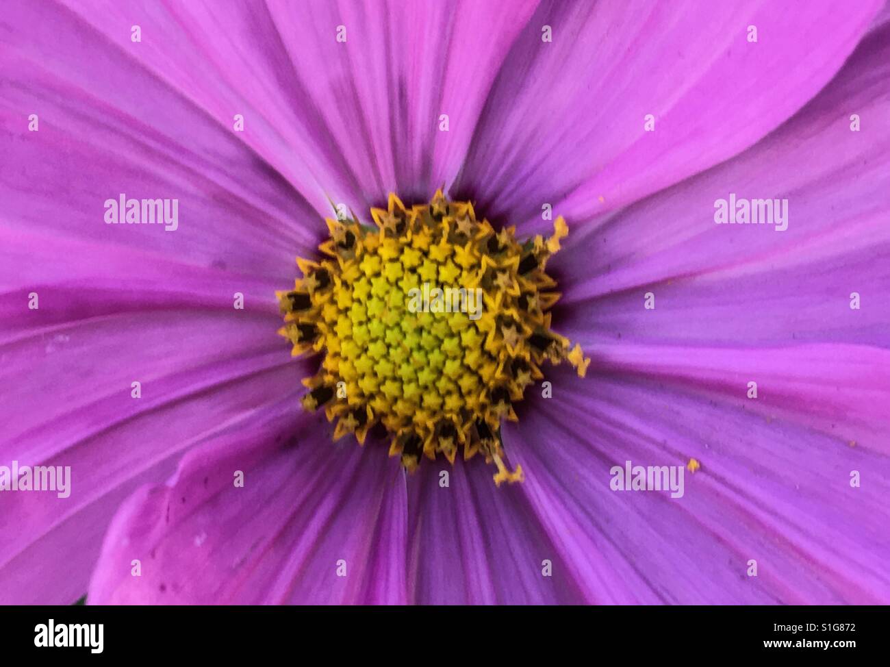 Flower stamen hi-res stock photography and images - Alamy