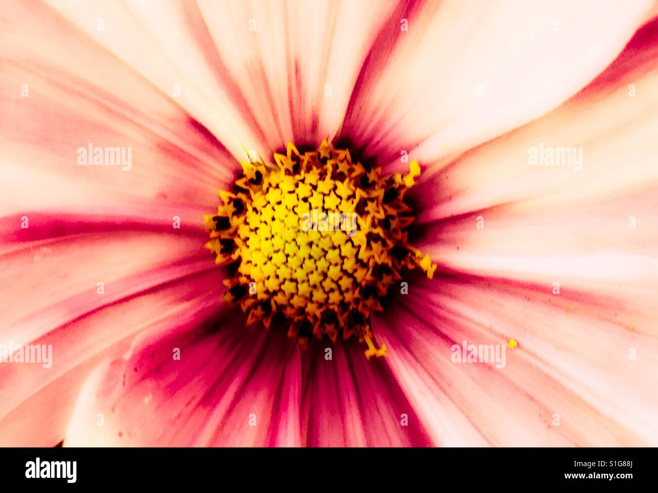 Abstract flower center detail hi-res stock photography and images - Alamy