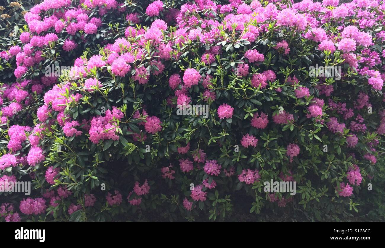 Pink Rhododendron bush in full bloom in spring Stock Photo - Alamy