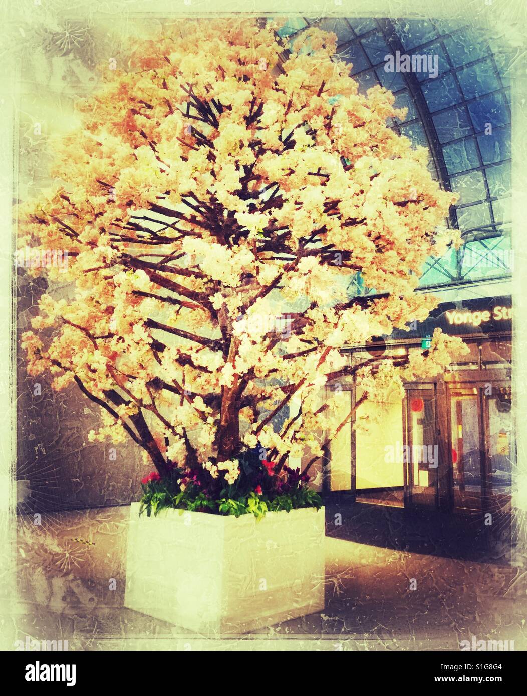 Cherry Blossom tree inside a shopping mall Stock Photo - Alamy