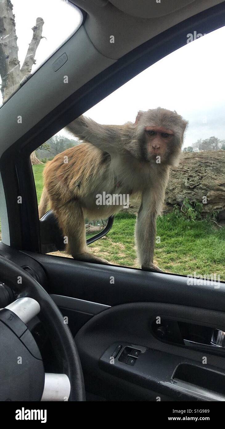 Monkey life hi-res stock photography and images - Alamy