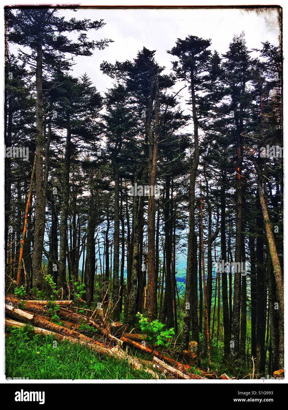 Trees on mountain side Stock Photo - Alamy