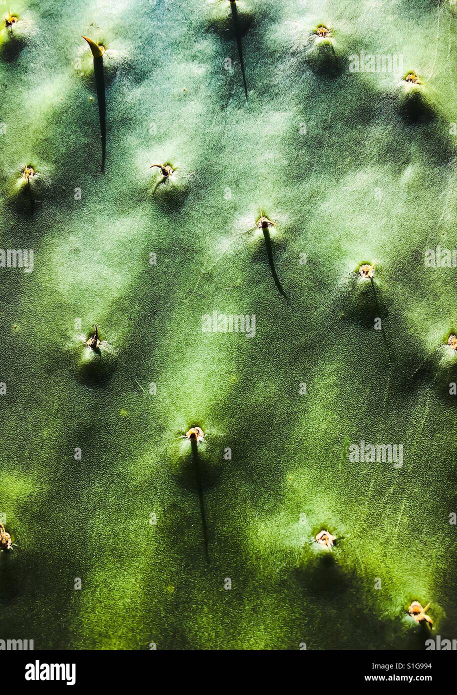 Cactus skin texture Stock Photo - Alamy