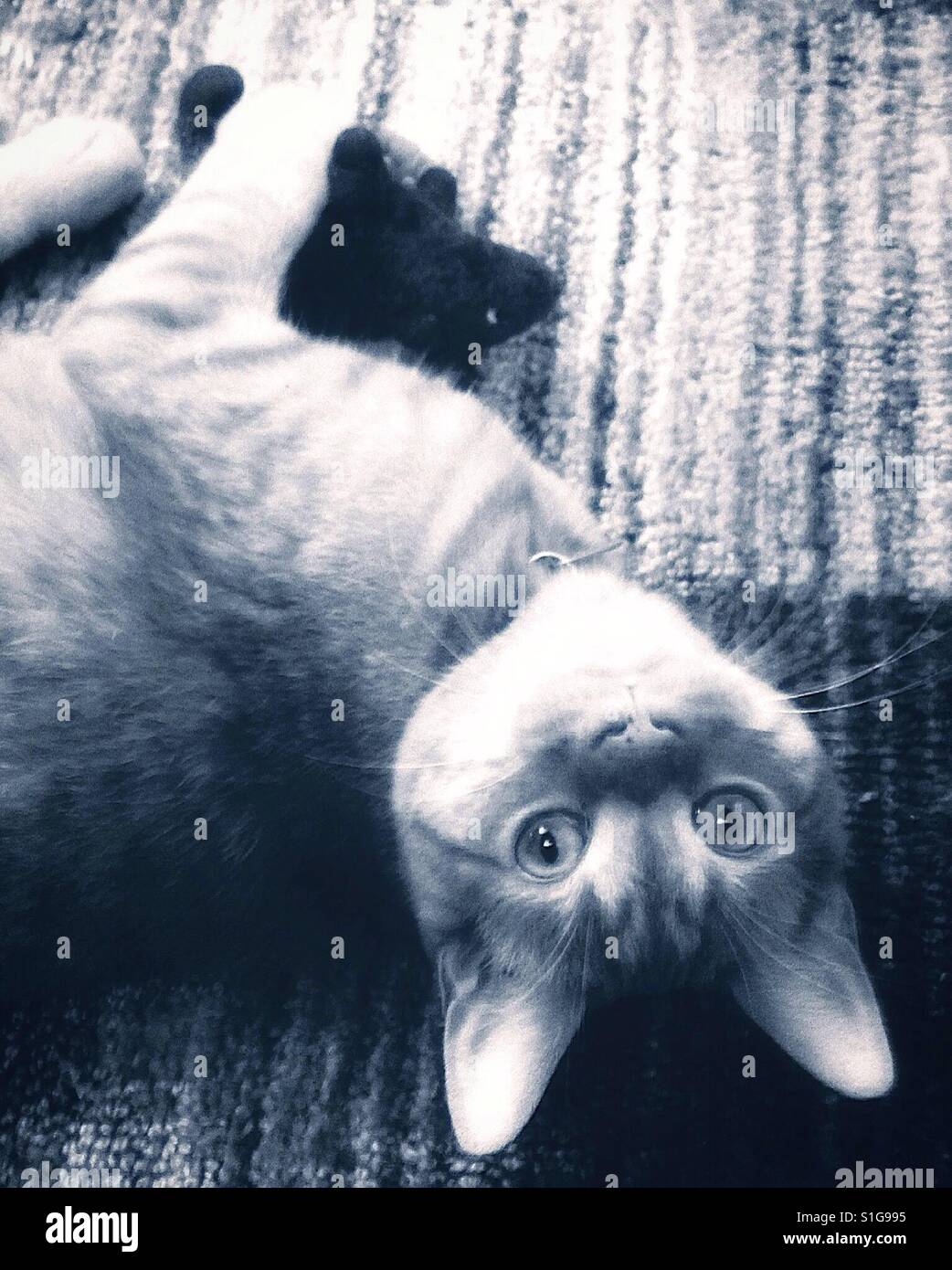 Cat And Mouse Game High Resolution Stock Photography and Images - Alamy