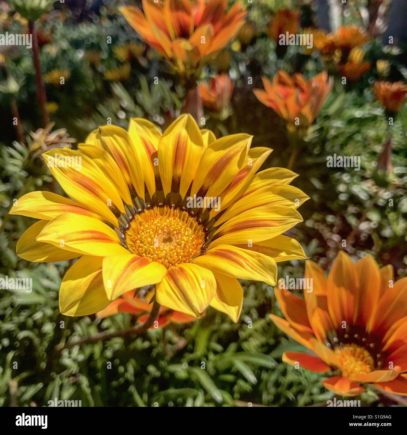 Singled Out High Resolution Stock Photography and Images - Alamy