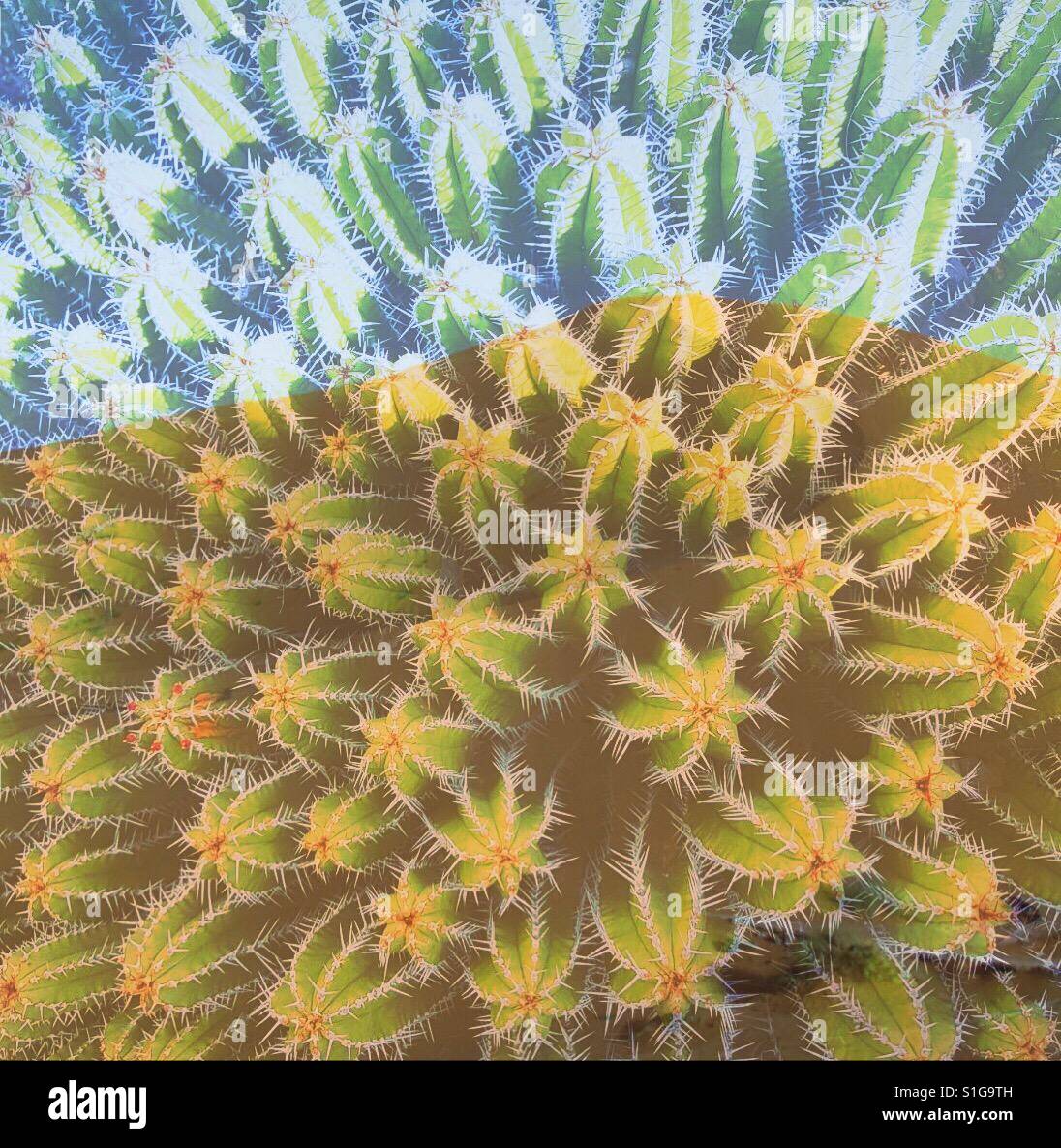 Cacti and sand dune overlay Stock Photo - Alamy