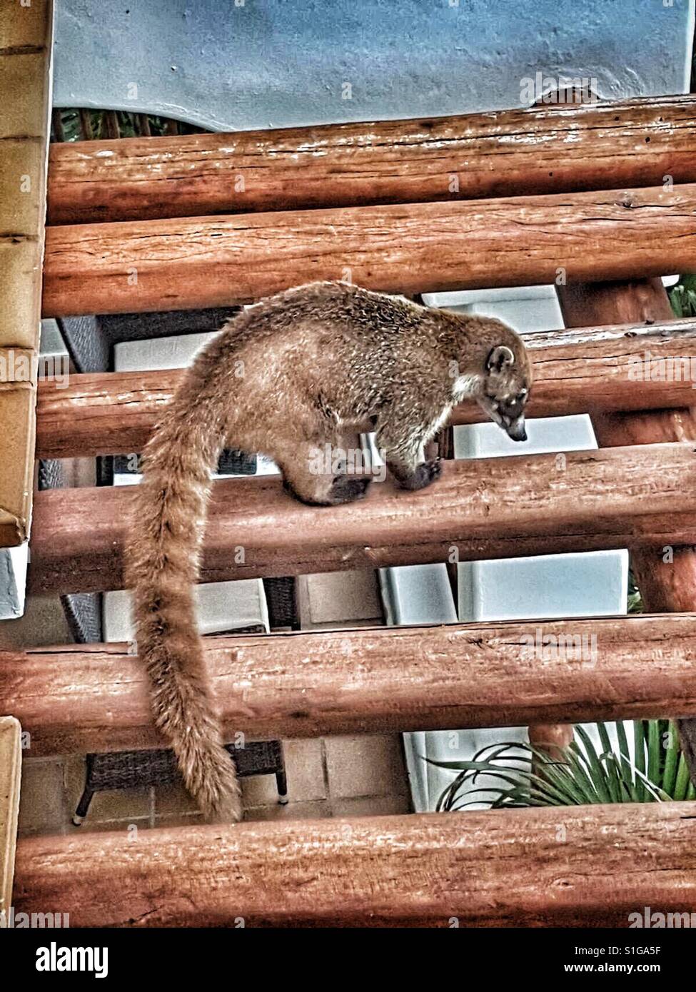 Mexican coatimundi hi-res stock photography and images - Alamy