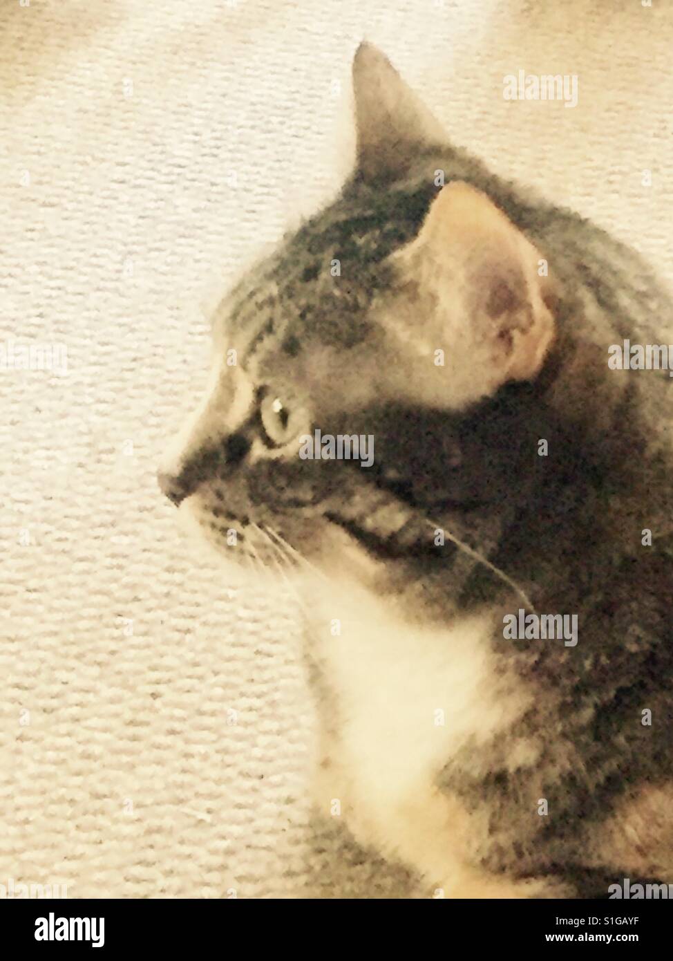 Profile tabby cat hi-res stock photography and images - Alamy