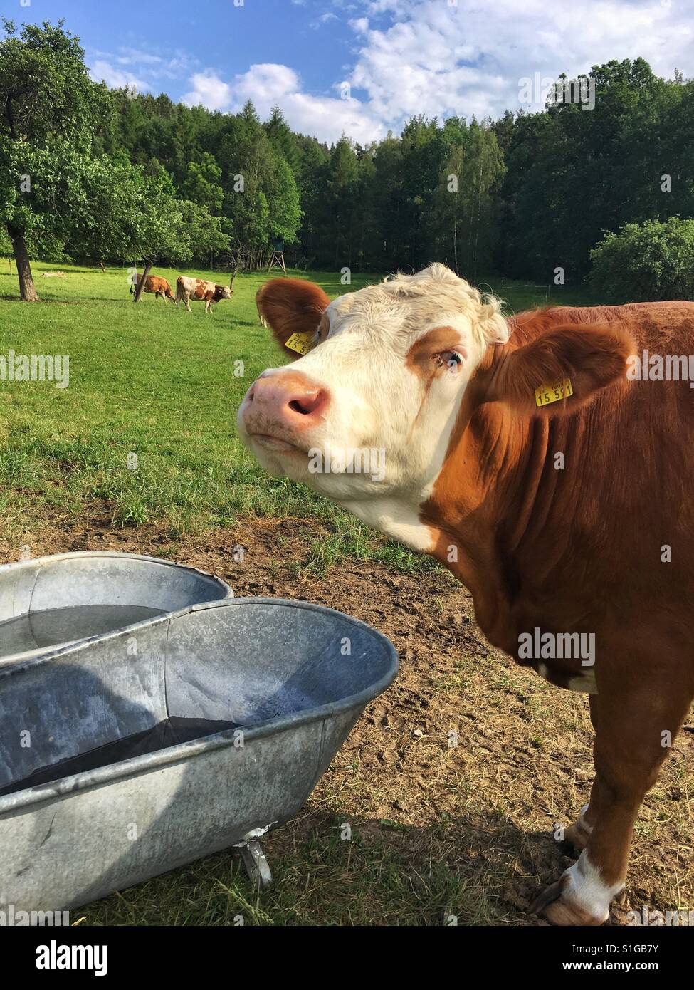 Cow portrait hi-res stock photography and images - Alamy
