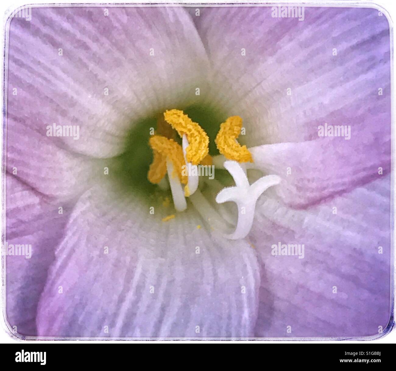 Flower center close up, Rain Lily, Zephyranthes candida Stock Photo - Alamy