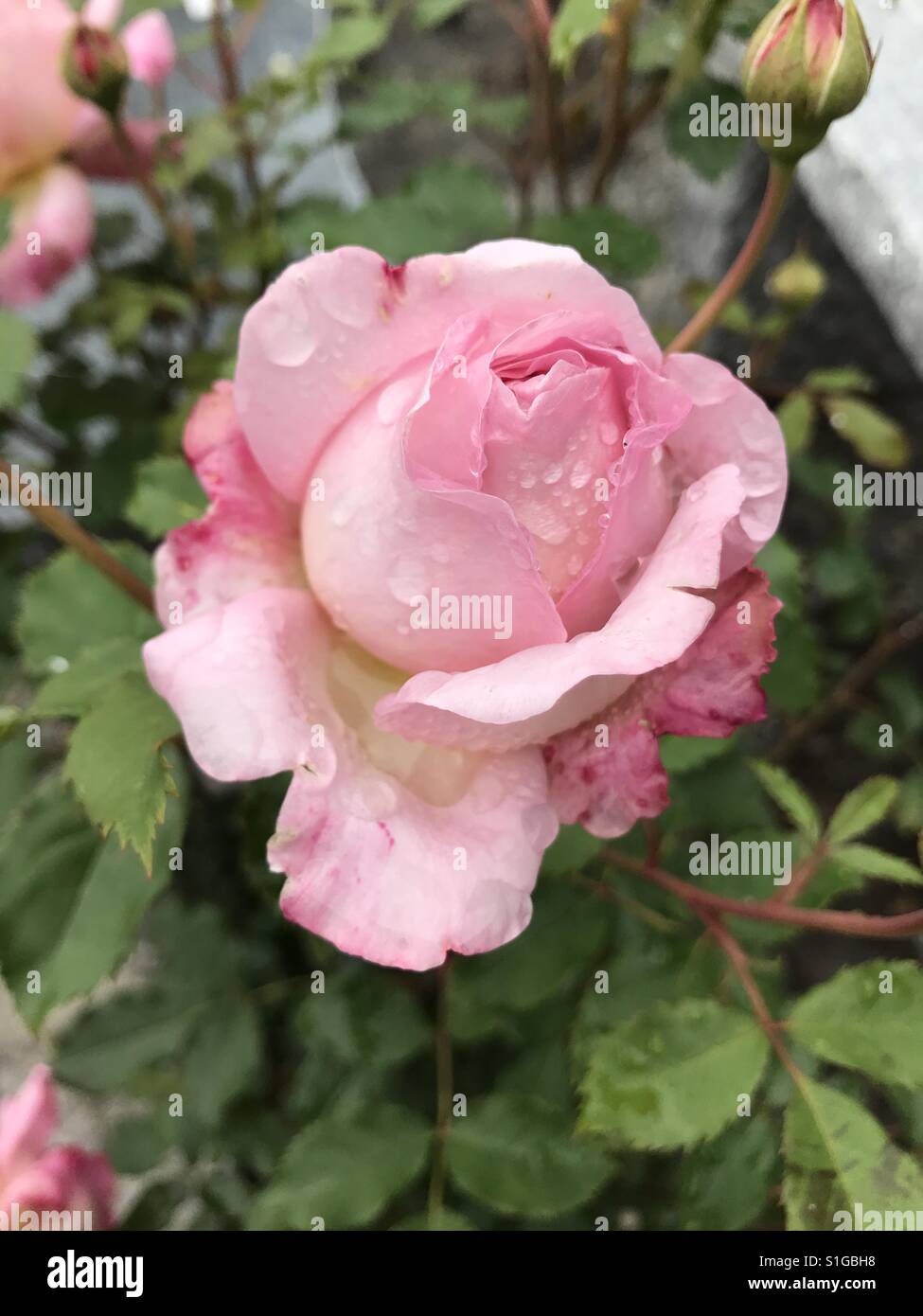 Pink rose on leafy background Stock Photo - Alamy