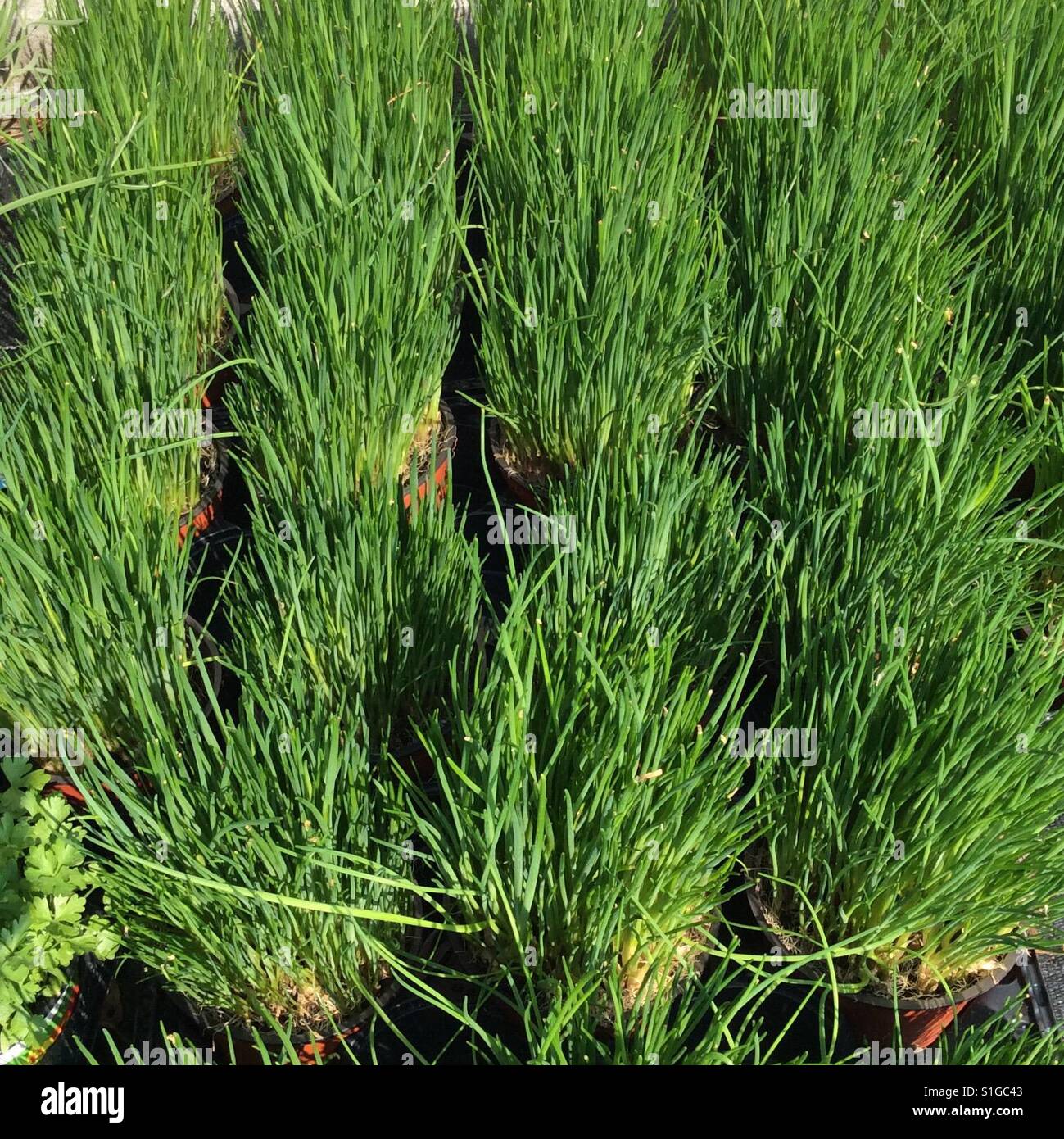 Chive plant hi-res stock photography and images - Alamy