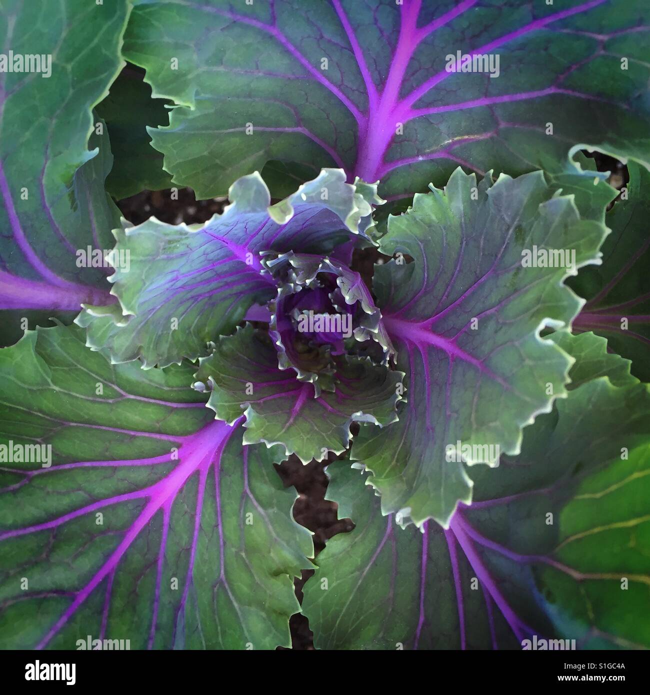 Cool colored kale Stock Photo - Alamy
