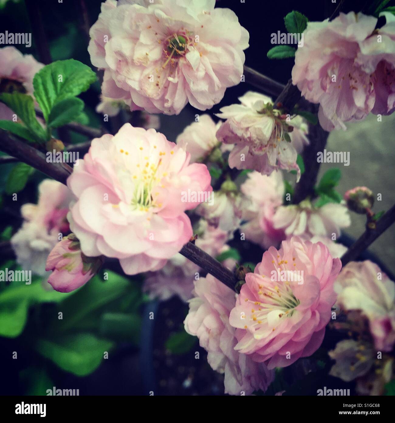 Pretty pink spring blossoms Stock Photo - Alamy