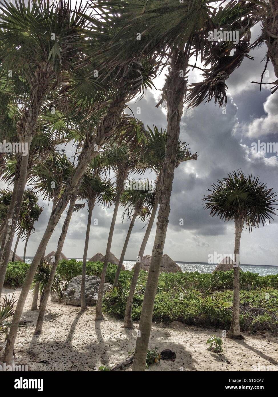 Palm trees in Riviera Maya, Mexico Stock Photo - Alamy