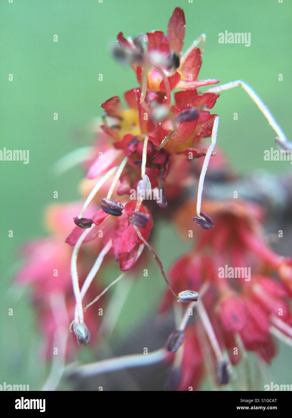 Interesting flower close up Stock Photo - Alamy