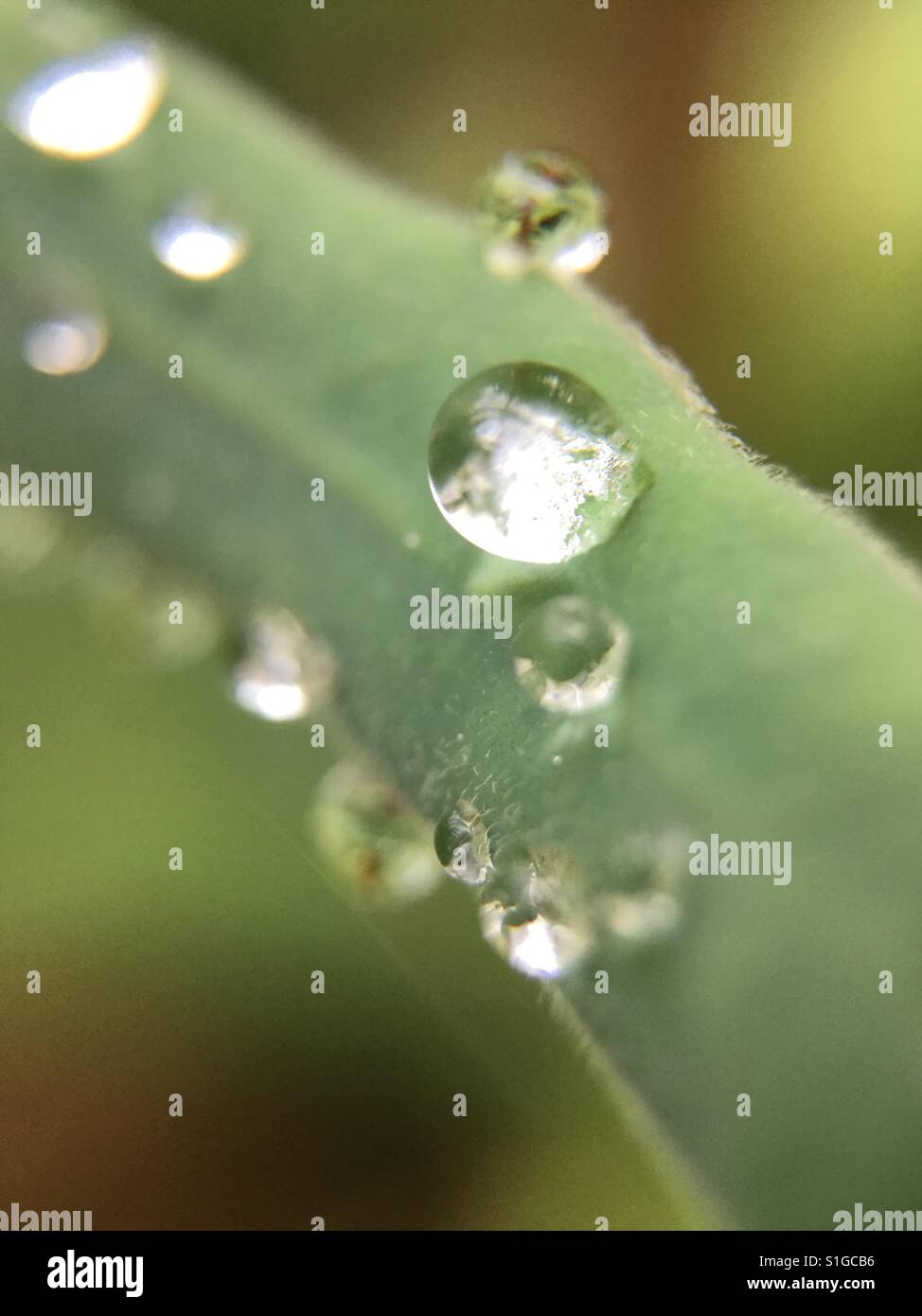 Water on stem Stock Photo - Alamy