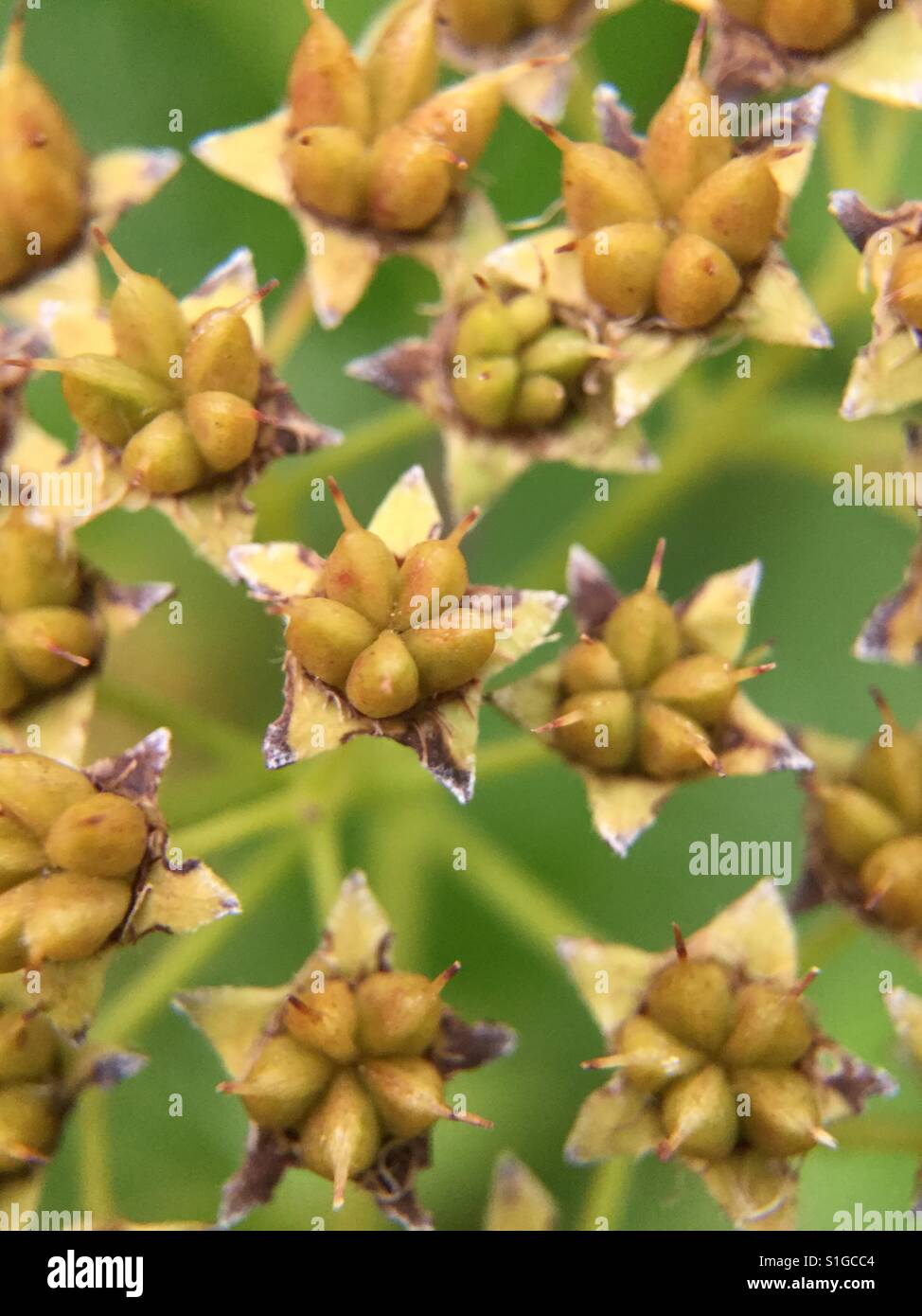 Patterns of the nature hi-res stock photography and images - Alamy