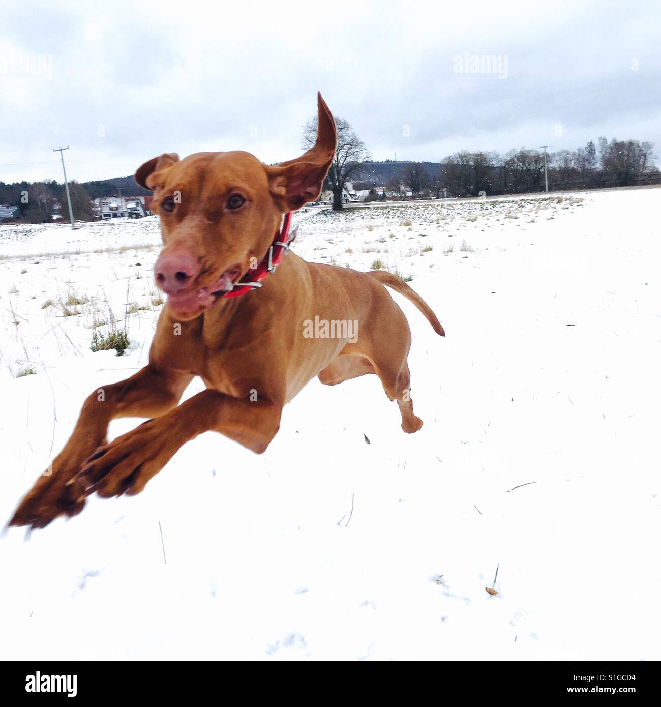 Big dog jumping hi-res stock photography and images - Alamy
