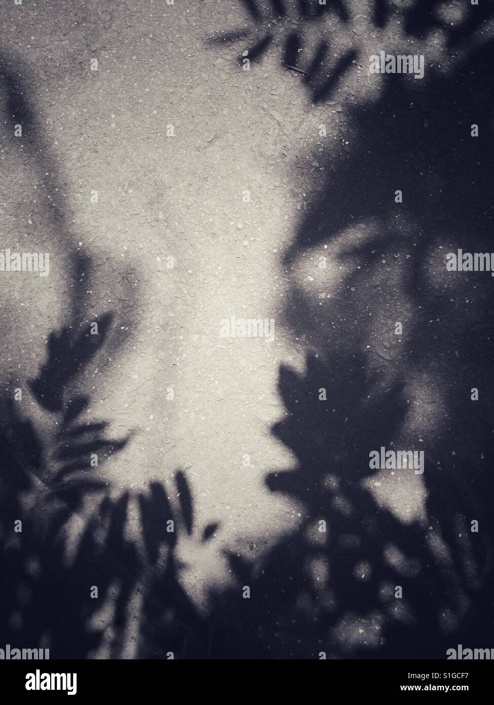 Shadows of tree leaves Stock Photo - Alamy