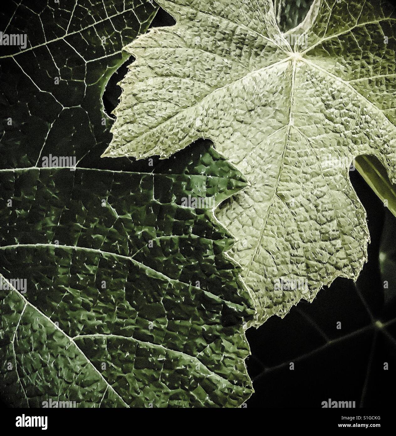 Love entangled hi-res stock photography and images - Alamy