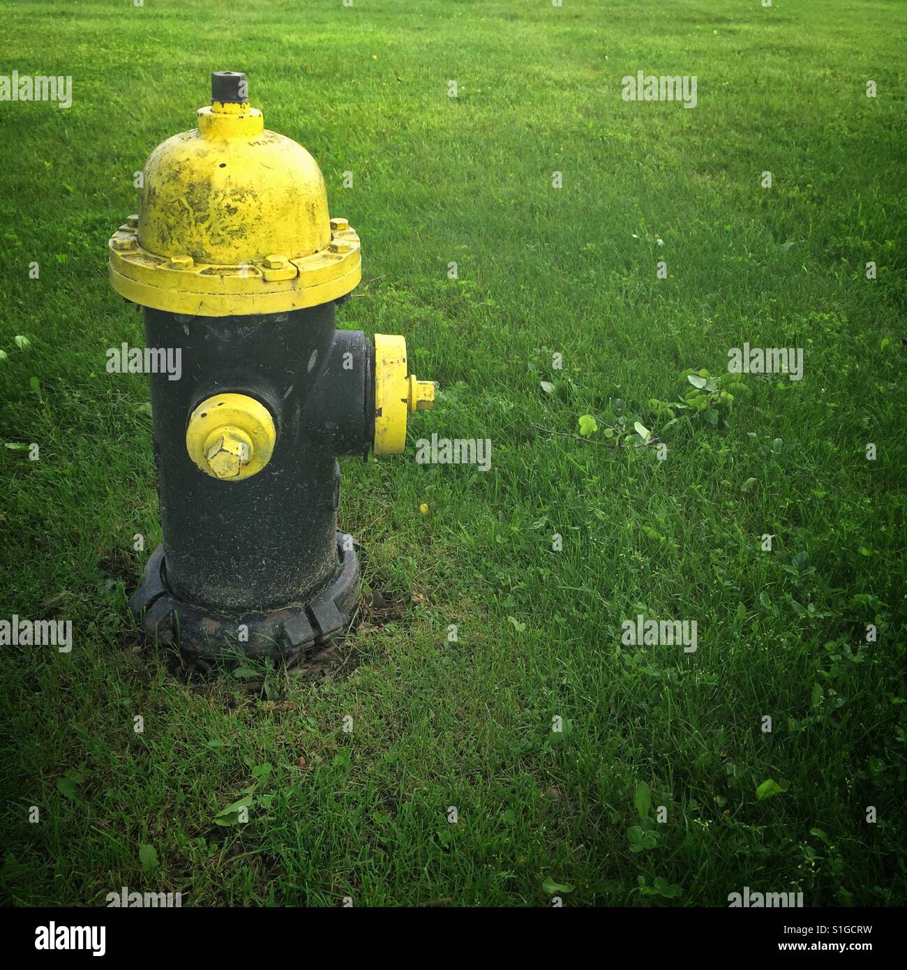 A black and gold fire hydrant surrounded by green grass Stock Photo - Alamy