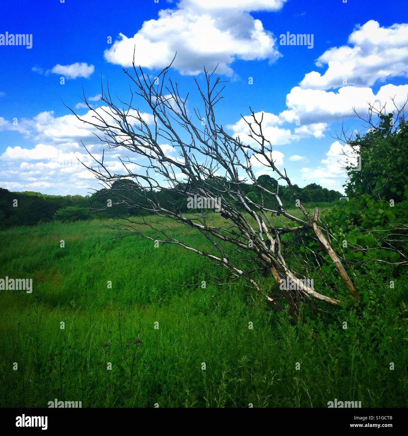 A tilted tree with bare branches in a green grassy field against a ...