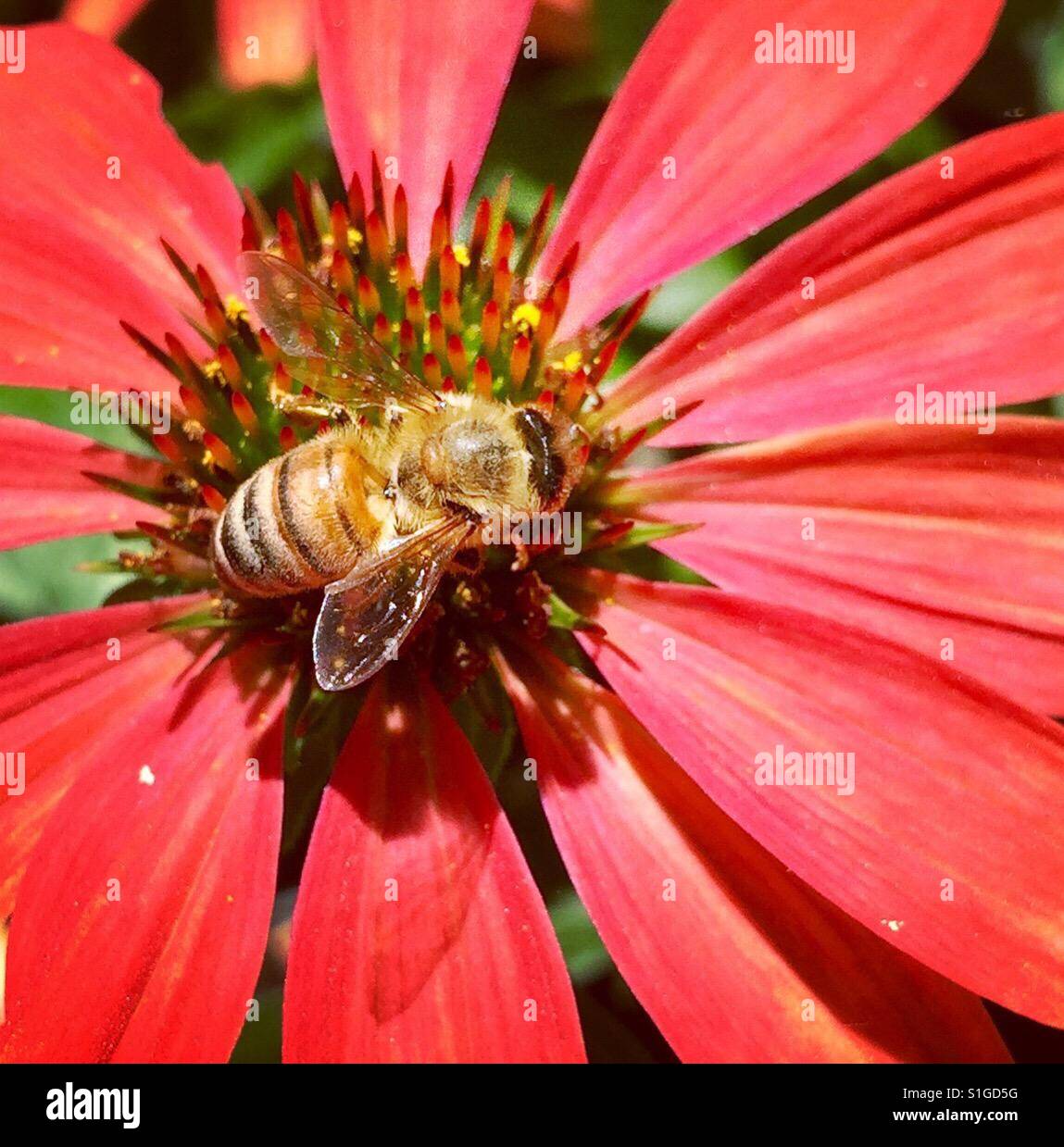 Busy little bee hi-res stock photography and images - Alamy