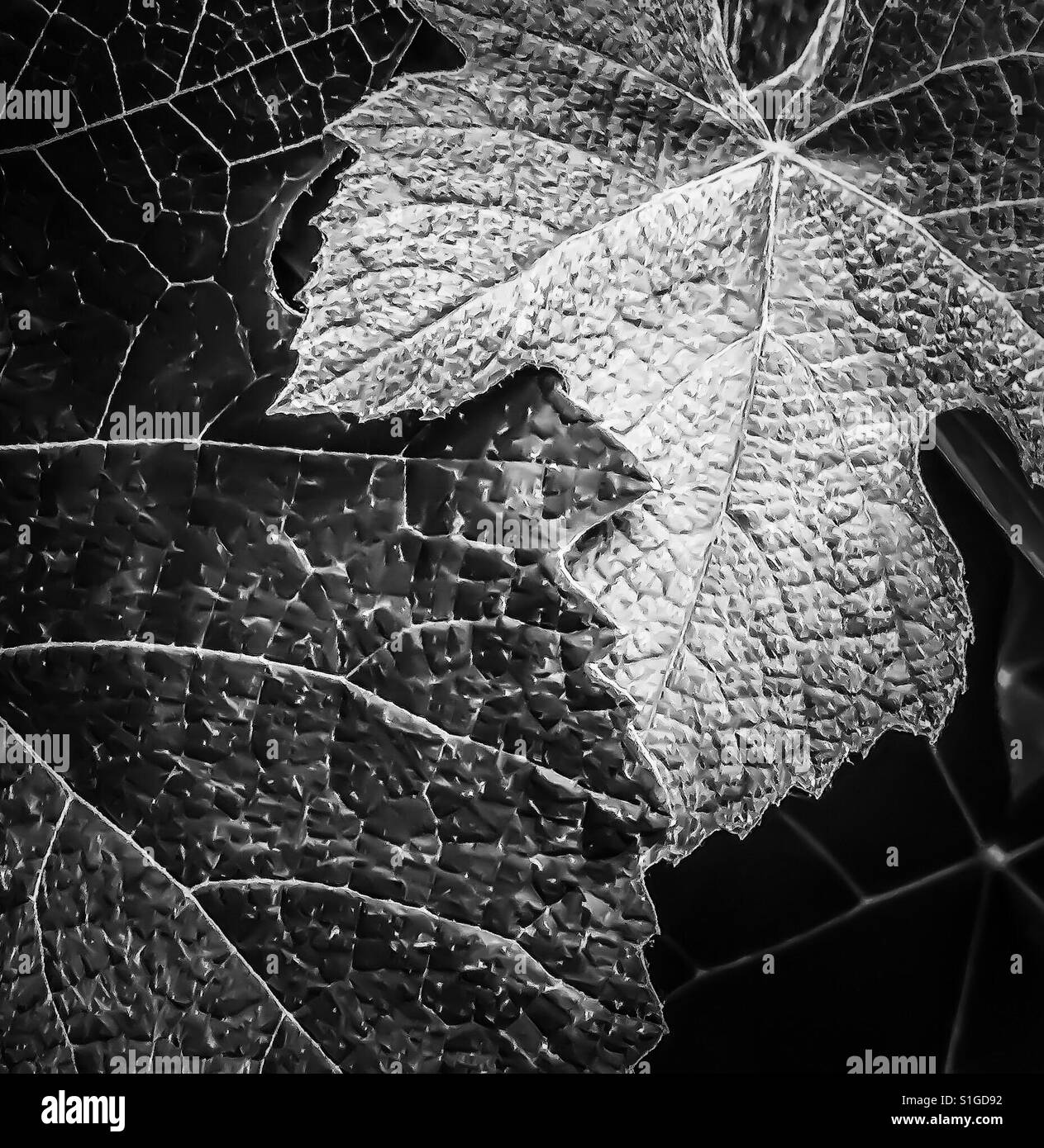 Two leaves hi-res stock photography and images - Alamy