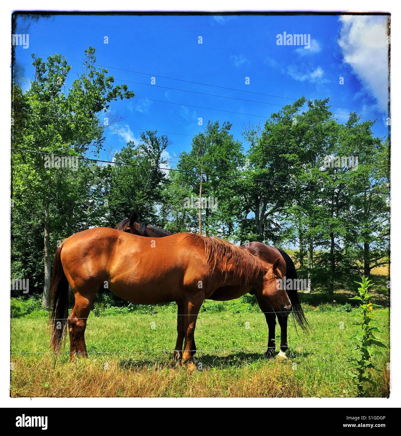 Two horses in field hi-res stock photography and images - Alamy