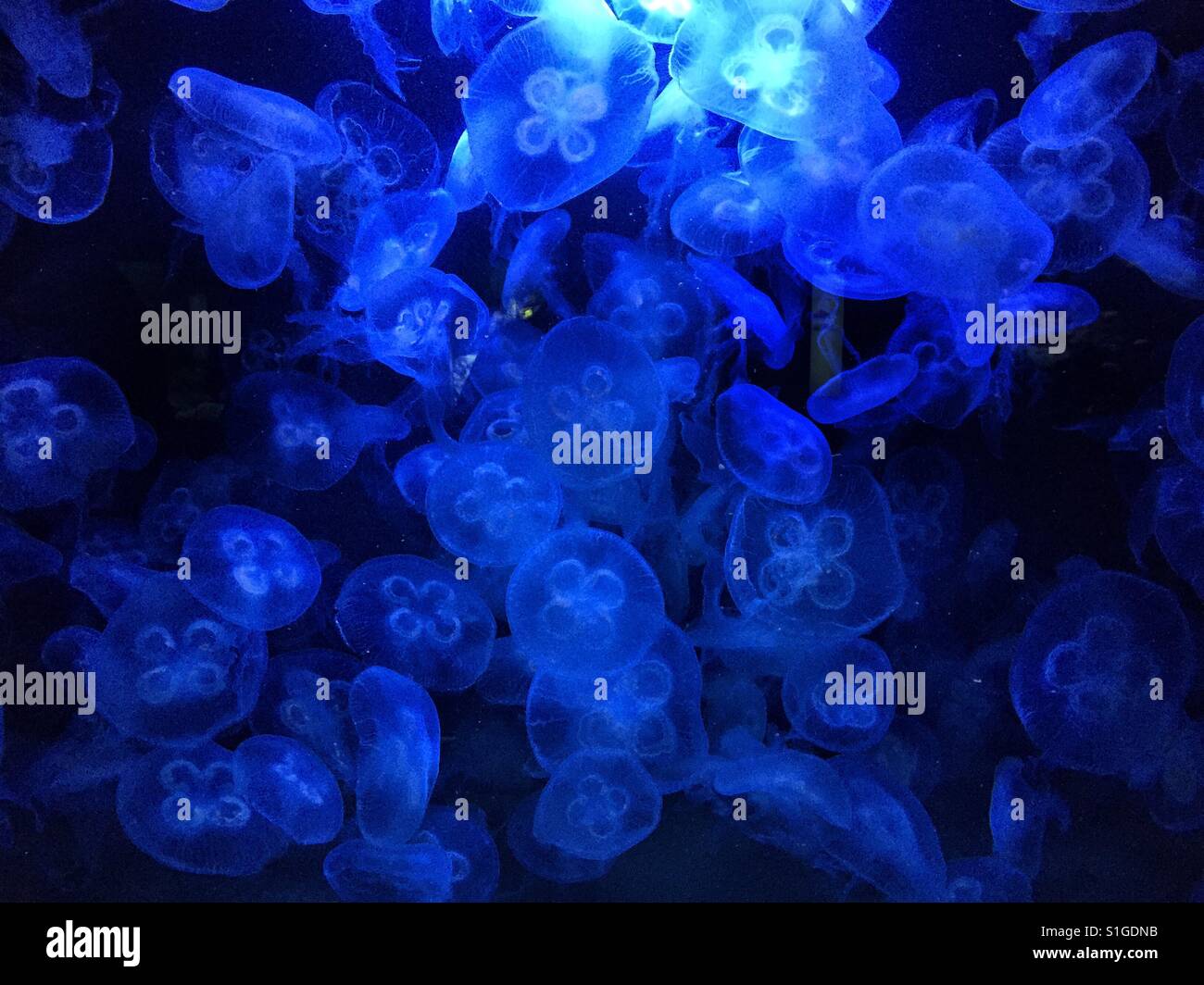 Blue Jellyfish High Resolution Stock Photography and Images - Alamy