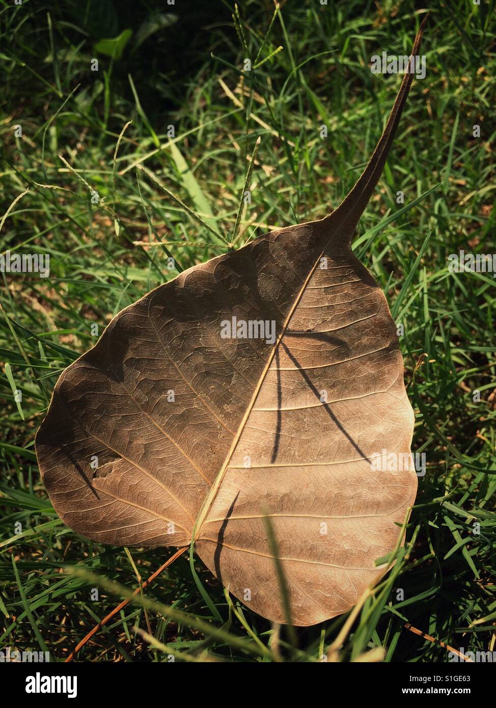 Leaf dried hi-res stock photography and images - Alamy