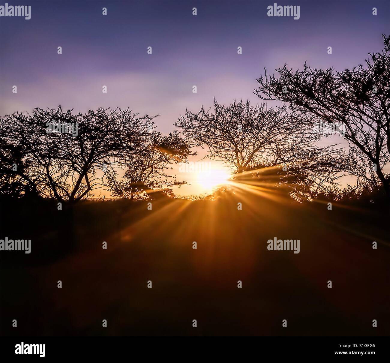 African safari at sunset Stock Photo - Alamy