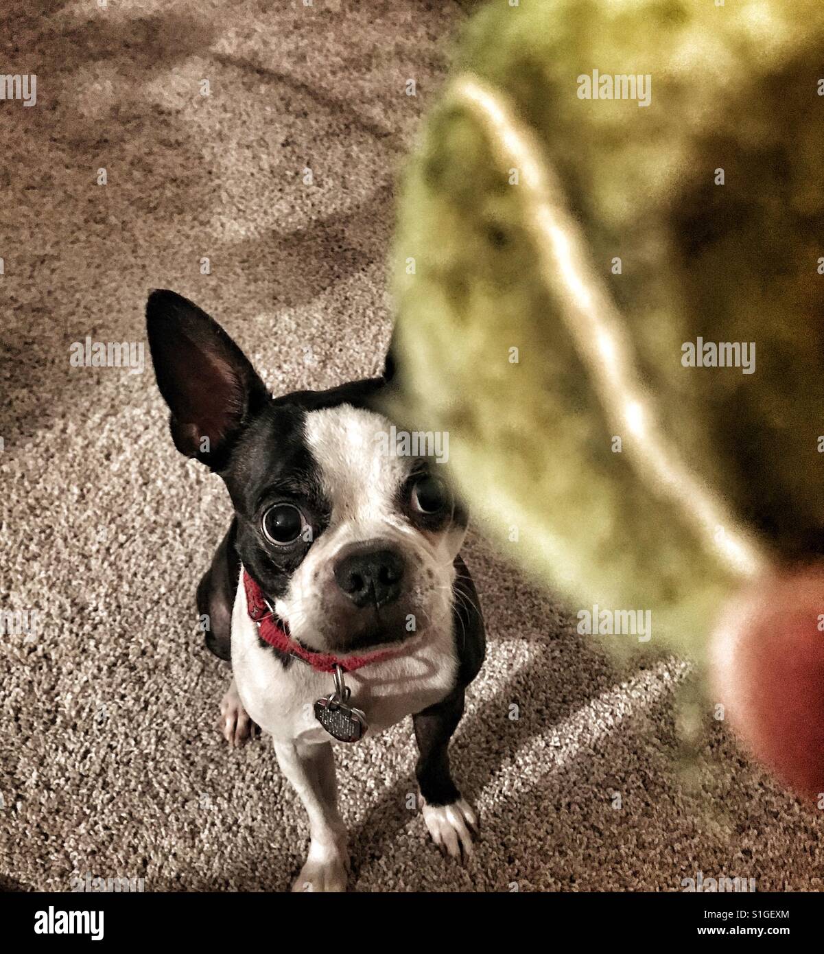 Mesmerized hi-res stock photography and images - Alamy