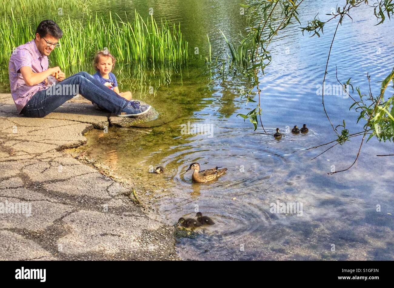 Father and son feeding the ducklings Stock Photo - Alamy